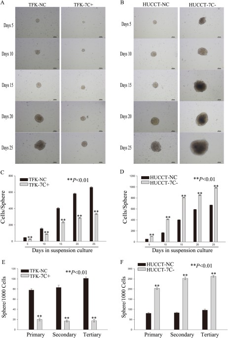 Let-7c inhibits cholangiocarcinoma growth but promotes tumor cell ...