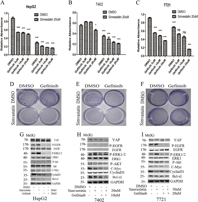 EGFR-PI3K-PDK1 pathway regulates YAP signaling in hepatocellular ...