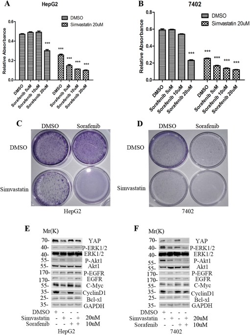 EGFR-PI3K-PDK1 pathway regulates YAP signaling in hepatocellular ...