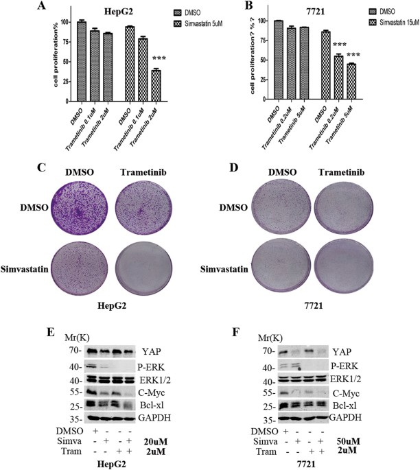 EGFR-PI3K-PDK1 pathway regulates YAP signaling in hepatocellular ...