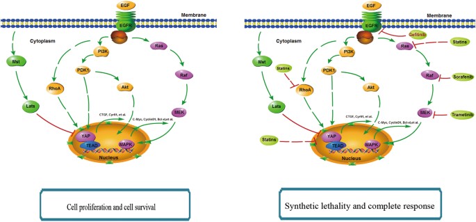EGFR-PI3K-PDK1 pathway regulates YAP signaling in hepatocellular ...