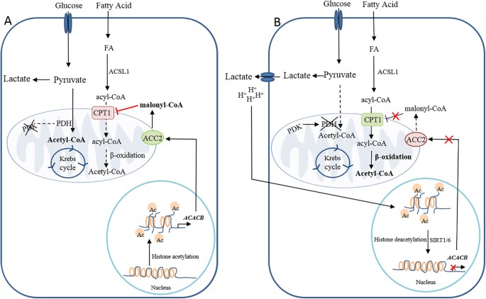 The carnitine system and cancer metabolic plasticity | Cell Death & Disease