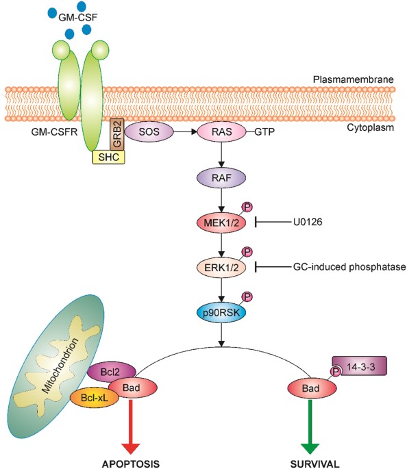 Glucocorticoids promote apoptosis of proinflammatory monocytes by ...