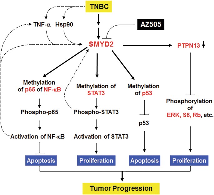 Lysine methyltransferase SMYD2 promotes triple negative breast cancer ...
