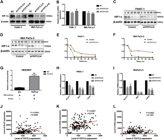 TCF7L2 positively regulates aerobic glycolysis via the EGLN2/HIF-1α ...