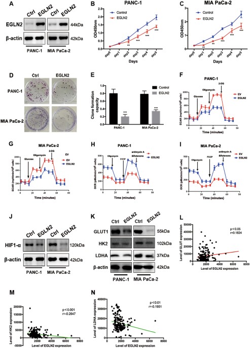 TCF7L2 positively regulates aerobic glycolysis via the EGLN2/HIF-1α ...