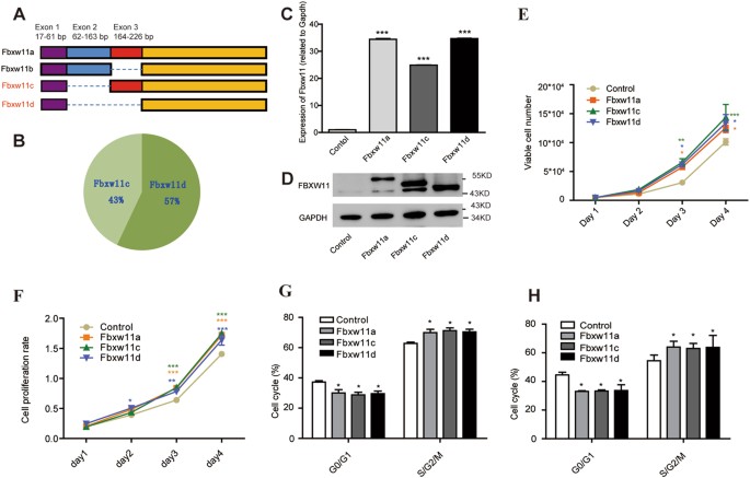 Fbxw11 promotes the proliferation of lymphocytic leukemia cells through ...