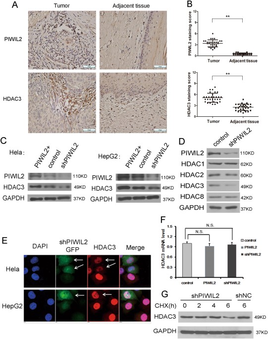 PIWIL2 suppresses Siah2-mediated degradation of HDAC3 and facilitates ...