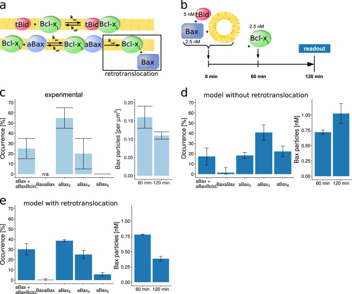 Bax retrotranslocation potentiates Bcl-x L ’s antiapoptotic activity ...