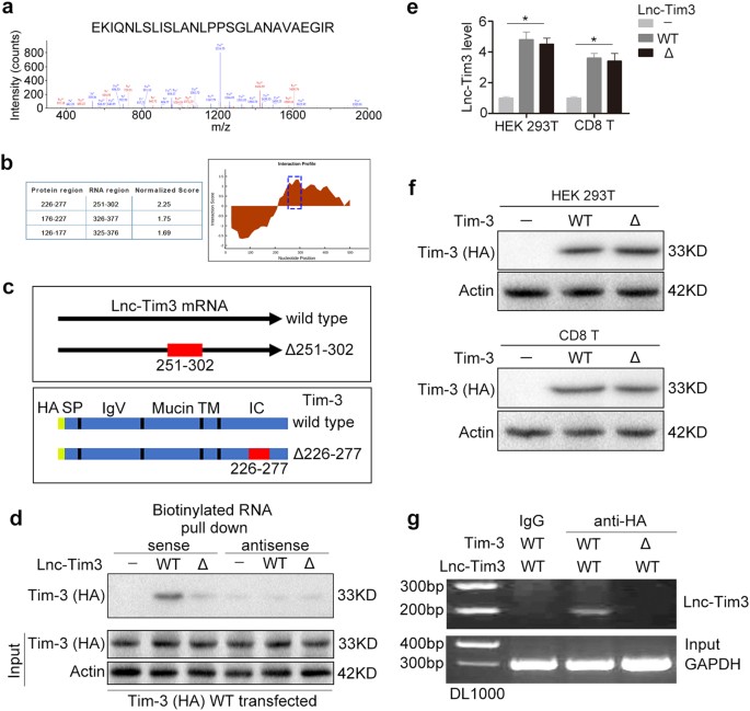 Long non-coding RNA Lnc-Tim3 exacerbates CD8 T cell exhaustion via ...