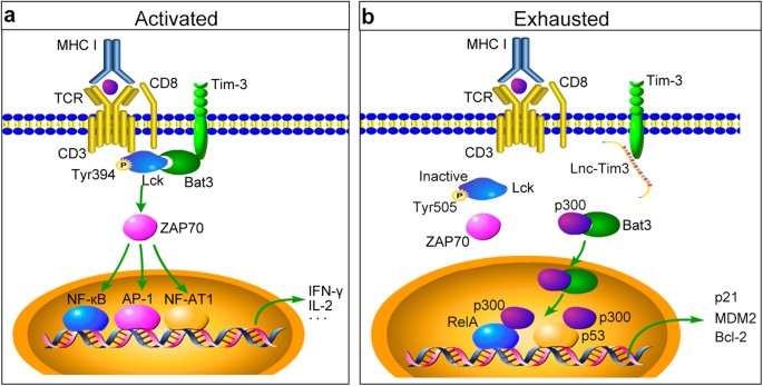 Long non-coding RNA Lnc-Tim3 exacerbates CD8 T cell exhaustion via ...