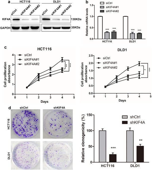 KIF4A facilitates cell proliferation via induction of p21-mediated cell ...