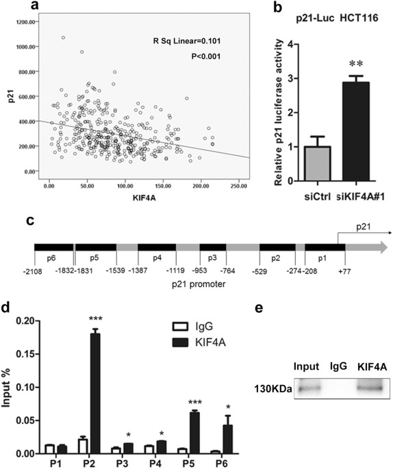 KIF4A facilitates cell proliferation via induction of p21-mediated cell ...