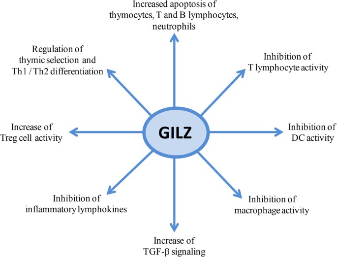 A dual role for glucocorticoid-induced leucine zipper in glucocorticoid ...