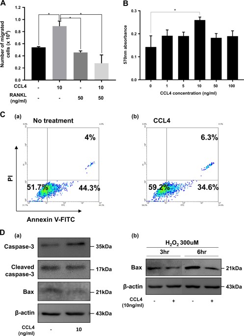 CCL4 enhances preosteoclast migration and its receptor CCR5 ...