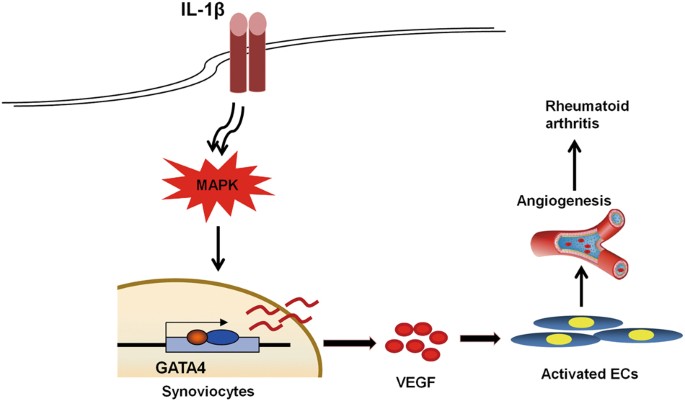 GATA4 regulates angiogenesis and persistence of inflammation in ...