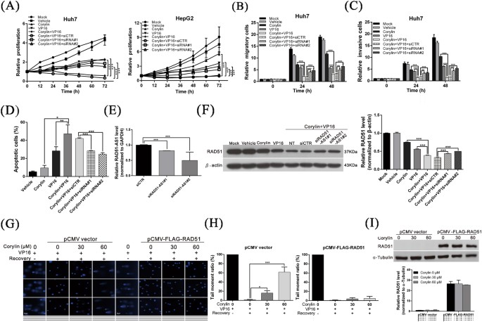 Corylin increases the sensitivity of hepatocellular carcinoma cells to ...