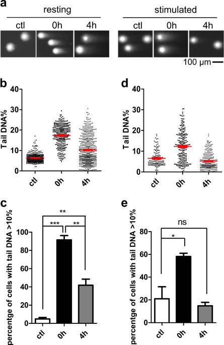 Resting T cells are hypersensitive to DNA damage due to defective DNA ...