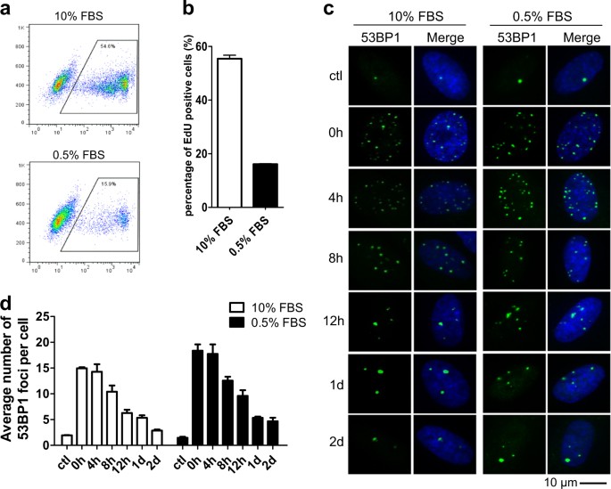 Resting T cells are hypersensitive to DNA damage due to defective DNA ...