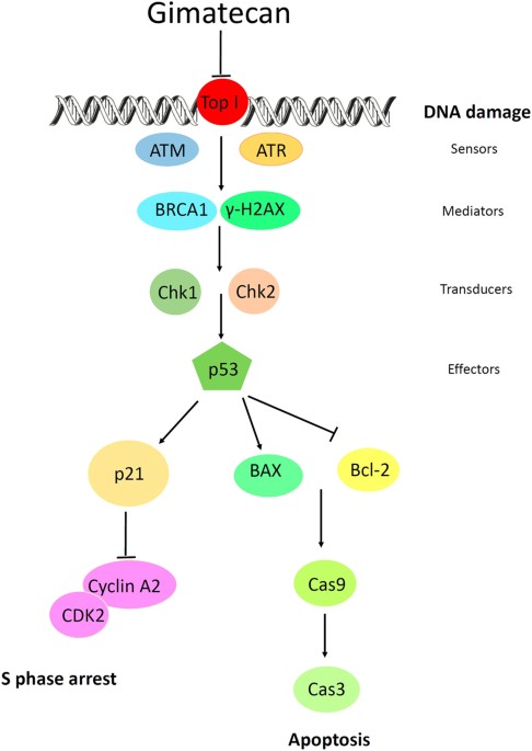 A novel oral camptothecin analog, gimatecan, exhibits superior ...