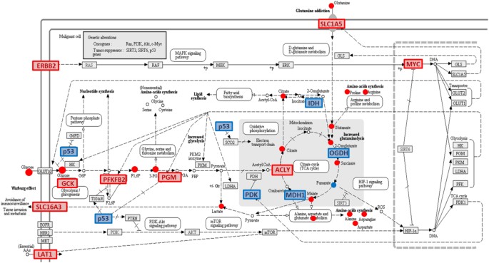Consequences of blunting the mevalonate pathway in cancer identified by ...