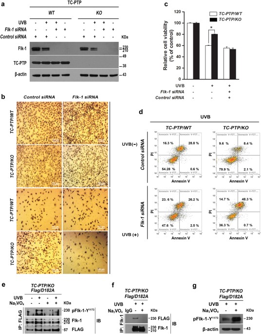 Epidermal-specific deletion of TC-PTP promotes UVB-induced epidermal ...