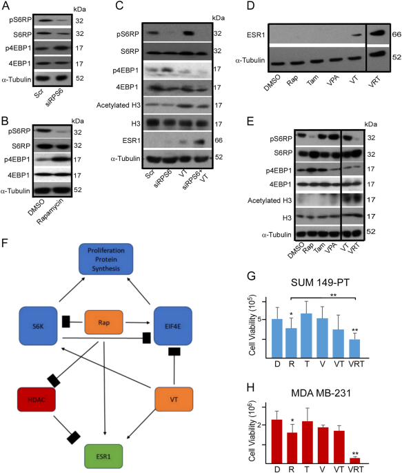 Co-inhibition of mTORC1, HDAC and ESR1α retards the growth of triple ...