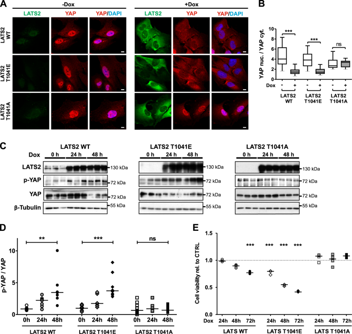 Nuclear YAP localization as a key regulator of podocyte function | Cell ...