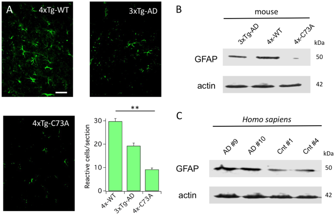 Oxidation of KCNB1 channels in the human brain and in mouse model of ...