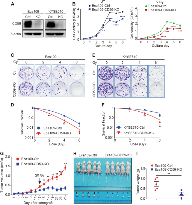 CD59 is a potential biomarker of esophageal squamous cell carcinoma ...