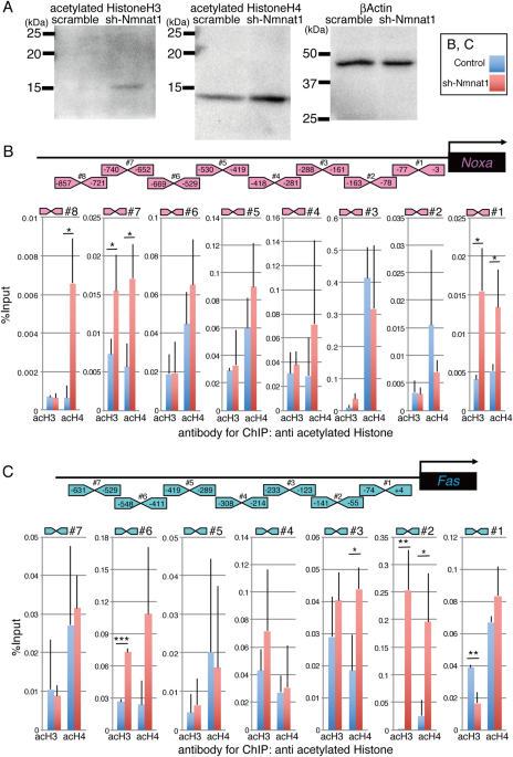 Roles of Nmnat1 in the survival of retinal progenitors through the ...