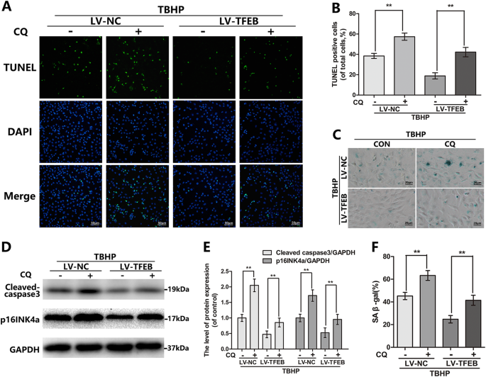 TFEB, a potential therapeutic target for osteoarthritis via autophagy ...
