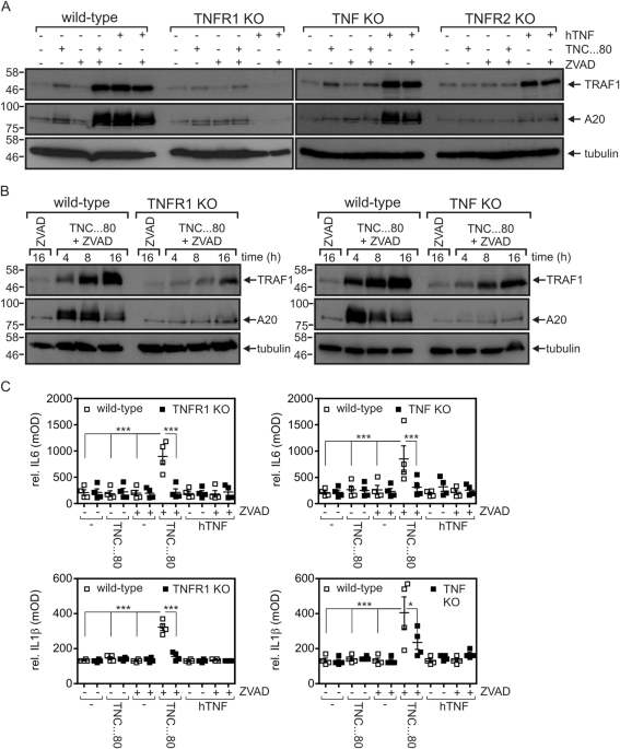 TNFR2 unlocks a RIPK1 kinase activity-dependent mode of proinflammatory TNFR1 signaling | Cell ...