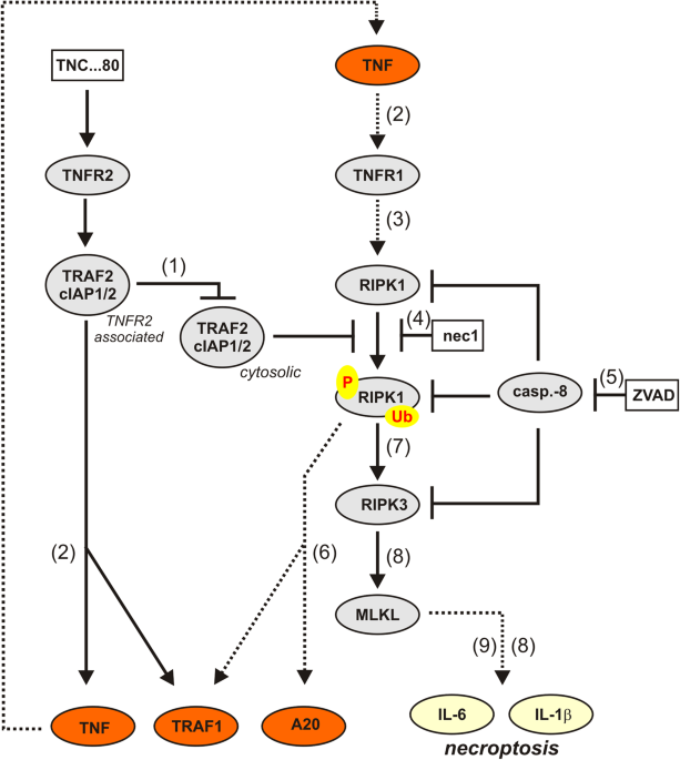 TNFR2 unlocks a RIPK1 kinase activity-dependent mode of proinflammatory TNFR1 signaling | Cell ...