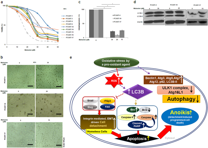Autophagy-independent induction of LC3B through oxidative stress ...