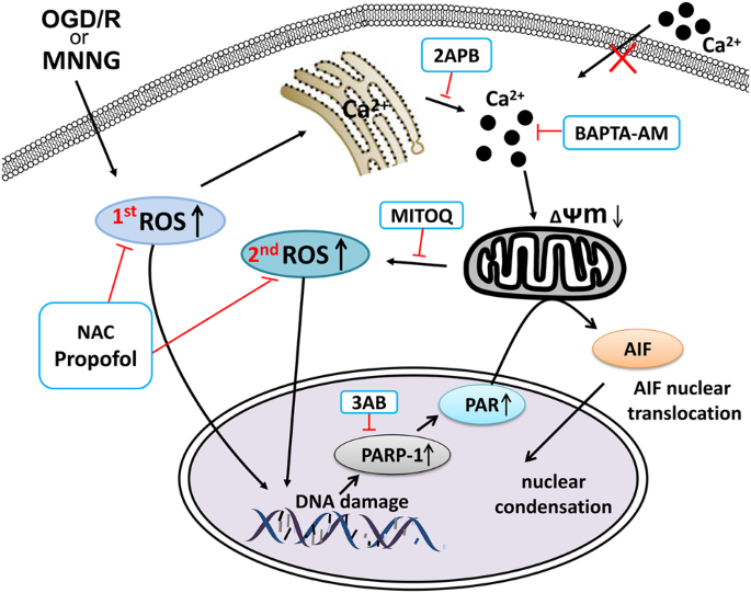 Propofol inhibits parthanatos via ROS–ER–calcium–mitochondria signal ...