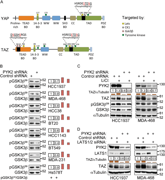 PYK2 negatively regulates the Hippo pathway in TNBC by stabilizing TAZ ...