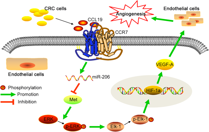 CCL19 suppresses angiogenesis through promoting miR-206 and inhibiting ...