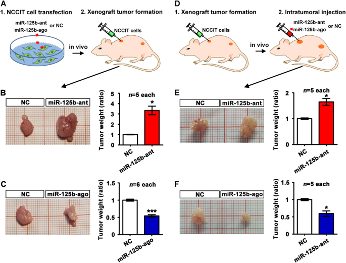 A miR-125b/CSF1-CX3CL1/tumor-associated macrophage recruitment axis ...