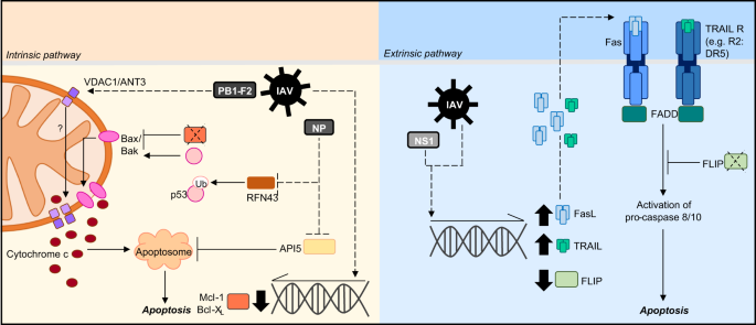 The induction and consequences of Influenza A virus-induced cell death ...
