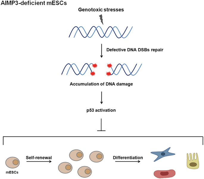 AIMP3 depletion causes genome instability and loss of stemness in mouse ...