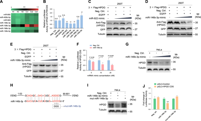 Down-regulation of HPGD by miR-146b-3p promotes cervical cancer cell ...