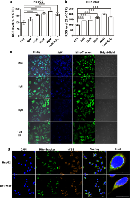 A pharmacological probe identifies cystathionine β-synthase as a new ...
