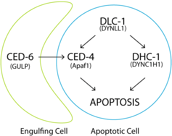 Dynein links engulfment and execution of apoptosis via CED-4/Apaf1 in C ...