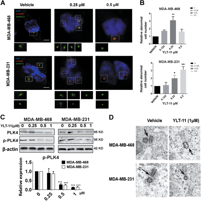 YLT-11, a novel PLK4 inhibitor, inhibits human breast cancer growth via ...
