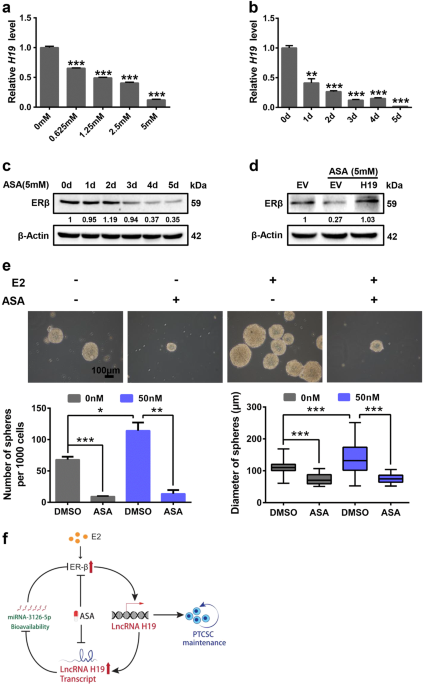 Estrogen receptor β upregulated by lncRNA- H19 to promote cancer stem ...