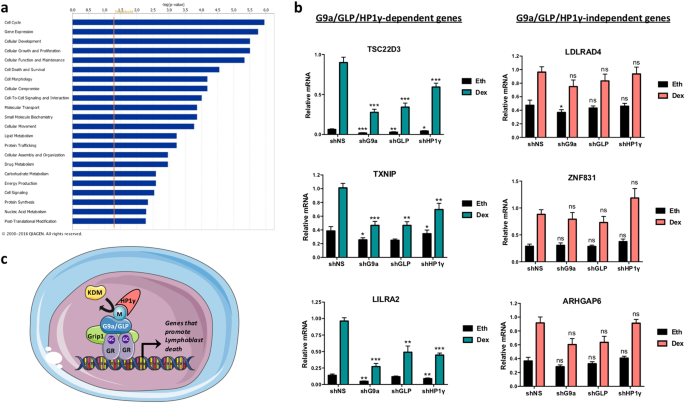 Increasing G9a automethylation sensitizes B acute lymphoblastic ...