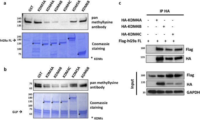 Increasing G9a automethylation sensitizes B acute lymphoblastic ...