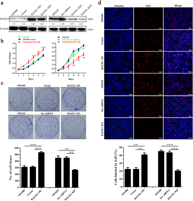 RACK1 promotes tumorigenicity of colon cancer by inducing cell ...