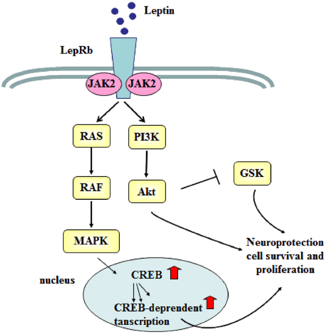 Leptin in depression: a potential therapeutic target | Cell Death & Disease